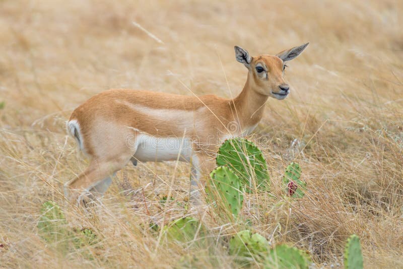 Baby Blackbuck antelope stock photo. Image of buck, cute - 80009518