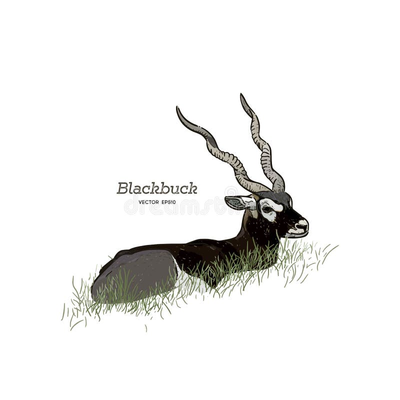 Blackbuck Stock Illustrations – 126 Blackbuck Stock Illustrations ...
