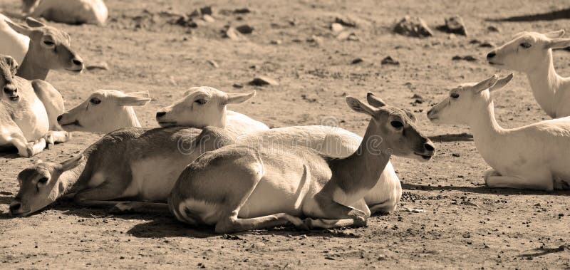 White Blackbuck (Antilope Cervicapra), Also Known As the Indian ...