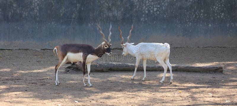 White Blackbuck (Antilope Cervicapra), Also Known As the Indian ...