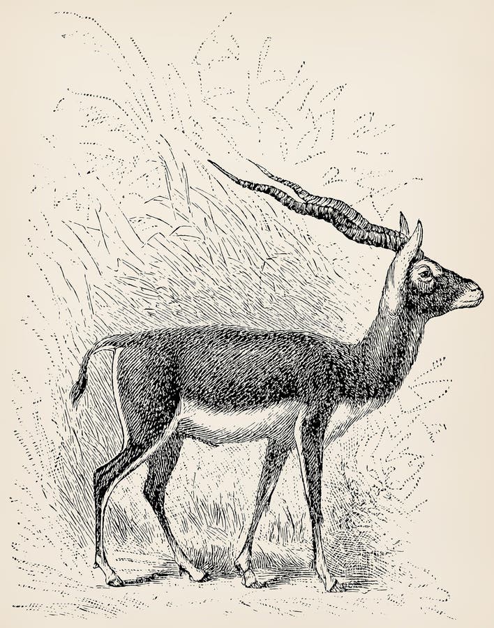 Antilope Cervicapra Stock Illustrations – 7 Antilope Cervicapra Stock ...