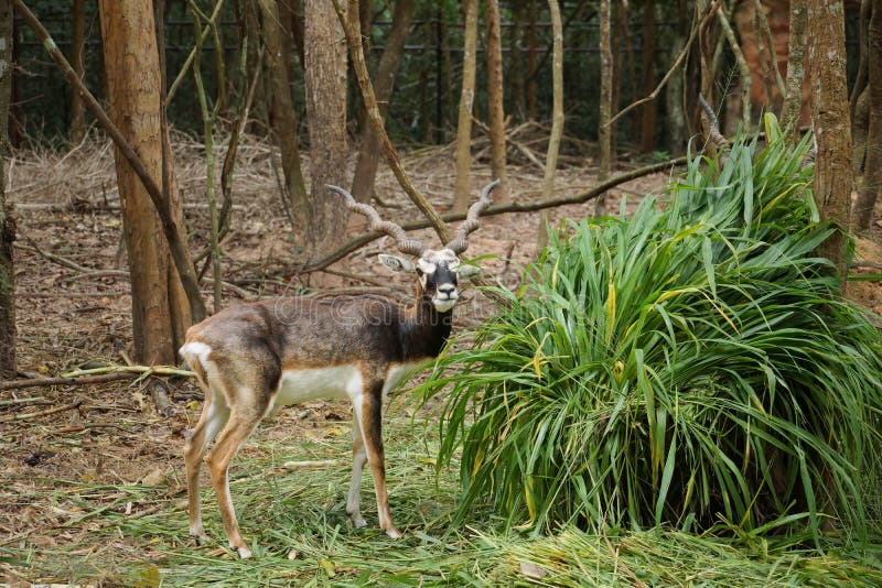 393 White Blackbuck Stock Photos - Free & Royalty-Free Stock Photos ...
