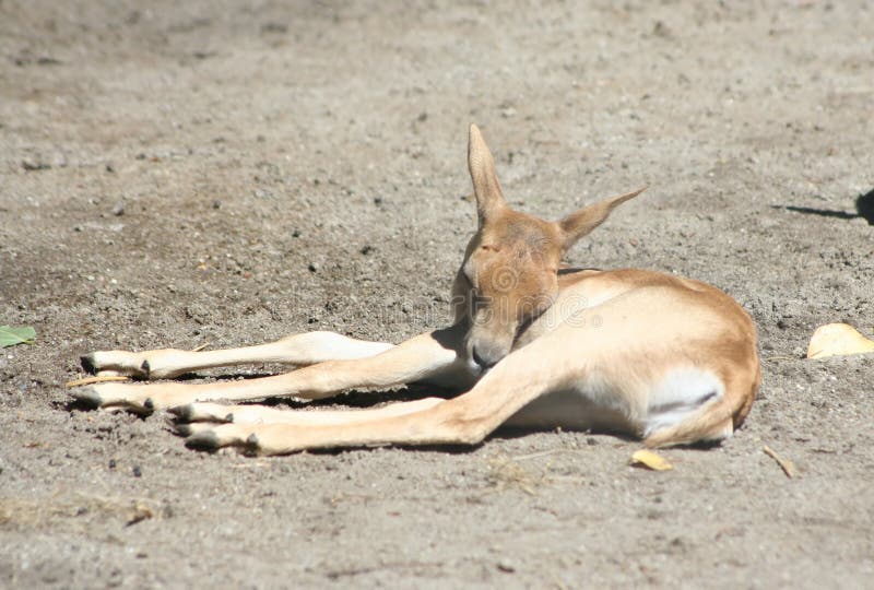 Blackbuck stock photo. Image of mammals, animal, blackbuck - 31173306