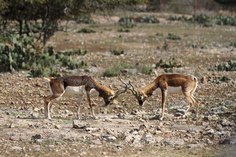 Blackbuck Battle 6 stock image. Image of hunt, buck, egypt - 50362279