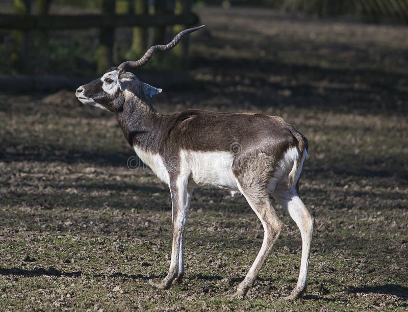 Blackbuck con una asta imagen de archivo. Imagen de animal - 38816311
