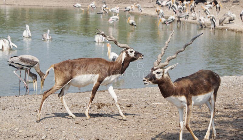 Blackbuck Antelope Jumping Stock Photos - Free & Royalty-Free Stock ...