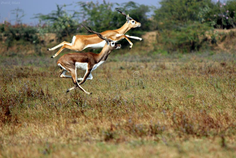 Blackbuck Jumping Stock Photos - Free & Royalty-Free Stock Photos from ...