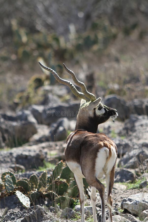 Blackbuck stock photo. Image of algeria, namibia, graze - 50362420