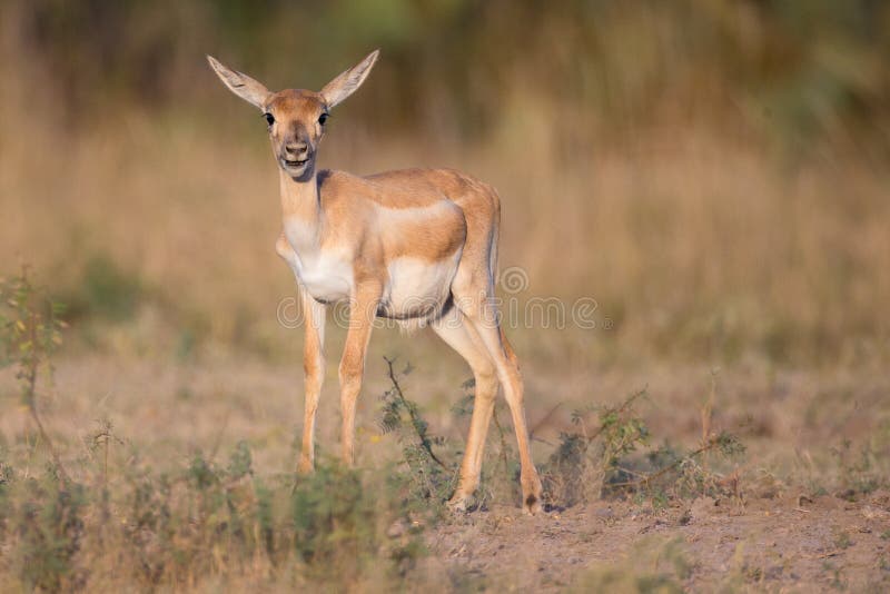 Baby Blackbuck Antelope (Antilope Cervicapra) Stock Photo - Image of ...