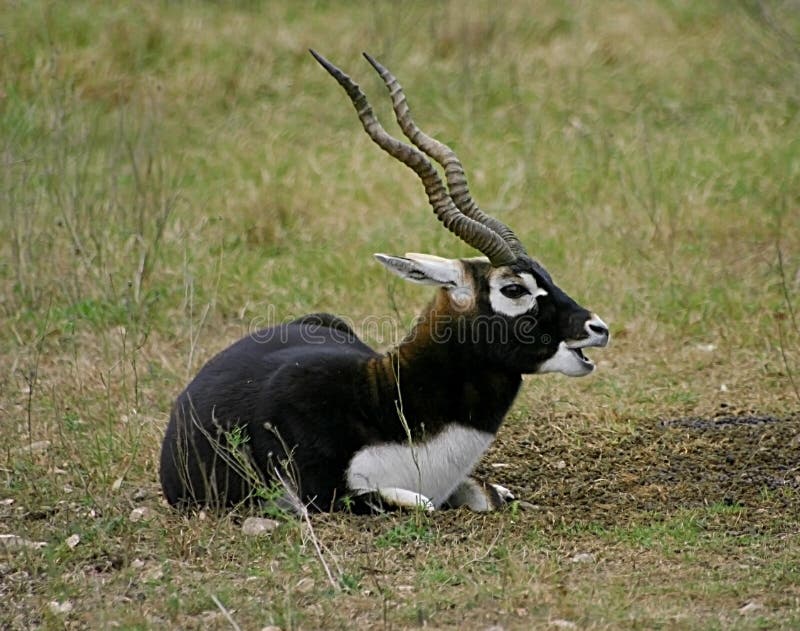 Blackbuck stock photo. Image of blackbuck, exotic, game - 50681516