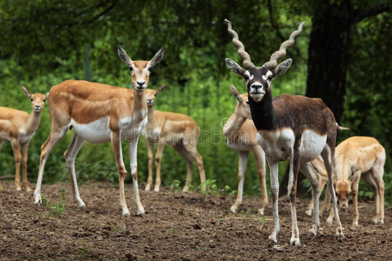 Blackbuck Indio (cervicapra Del Antilope) Foto de archivo - Imagen de ...