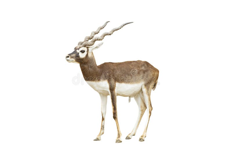291 White Blackbuck Antelope Stock Photos - Free & Royalty-Free Stock ...