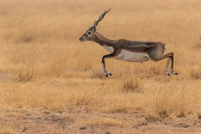 Blackbuck Jumping Stock Photos - Free & Royalty-Free Stock Photos from ...