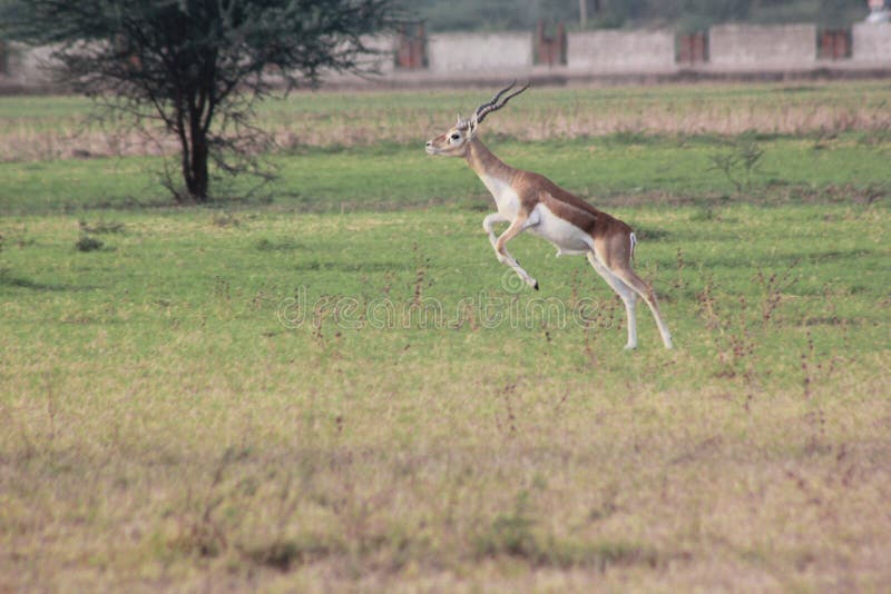 Blackbuck leaping stock photo. Image of countryside, antilope - 53247122