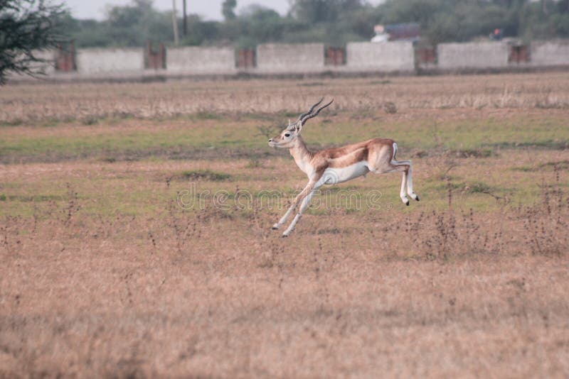5,914 Black Buck Photos - Free & Royalty-Free Stock Photos from Dreamstime