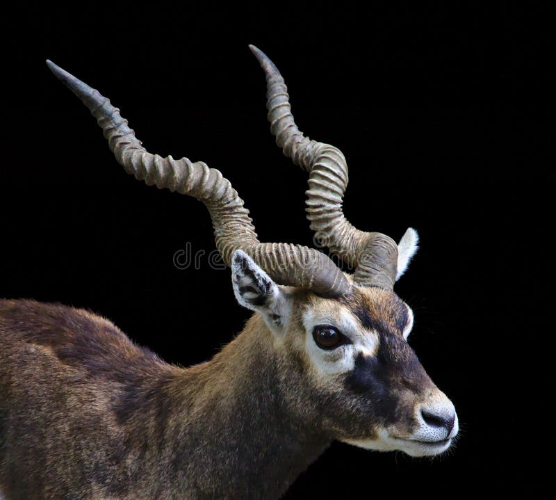 Blackbuck Portrait (Antilope Cervicapra), Animal Scene Stock Photo ...