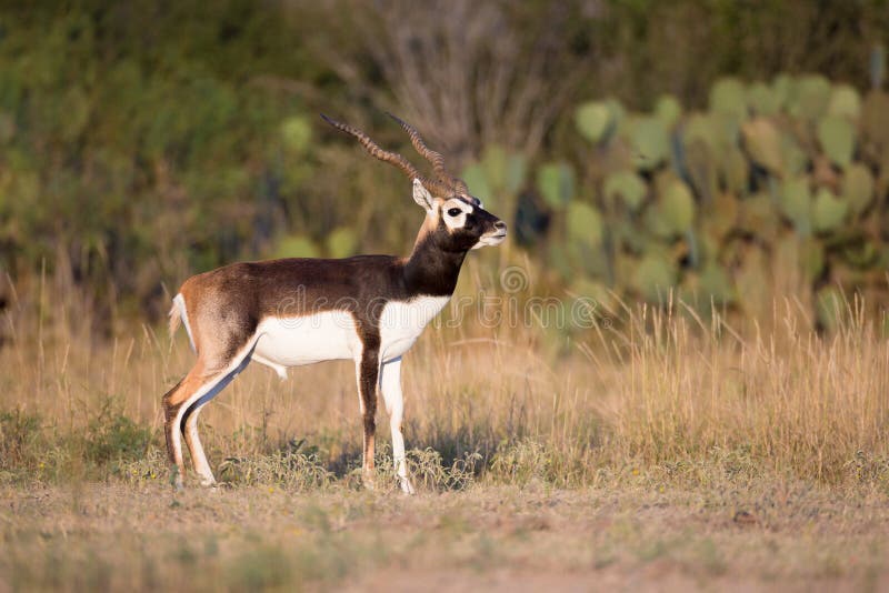 Baby Blackbuck antelope stock photo. Image of male, horned - 80009518