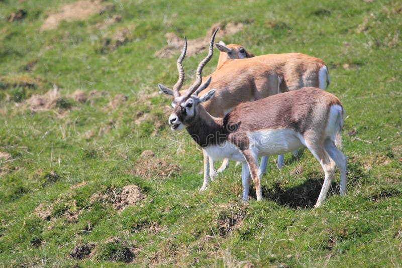 Blackbuck stock image. Image of blackbuck, ungulate, antelope - 31503579
