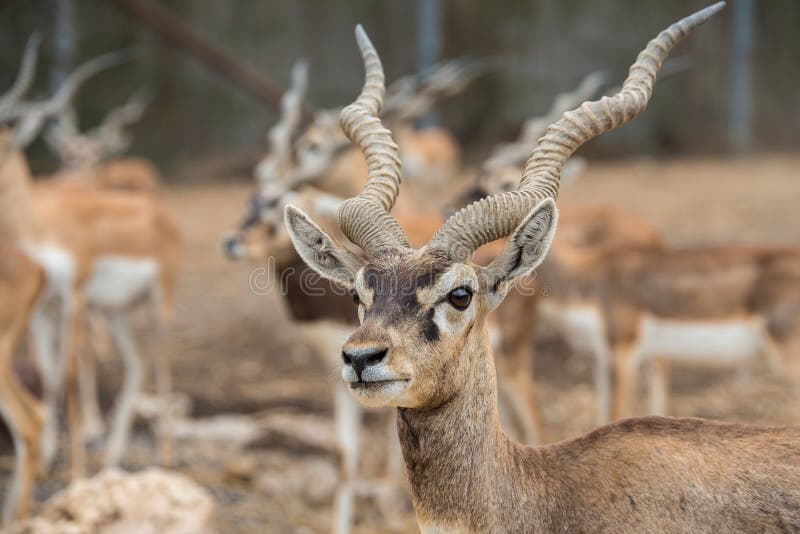 Blackbuck stock photo. Image of black, cervicapra, couple - 68951114