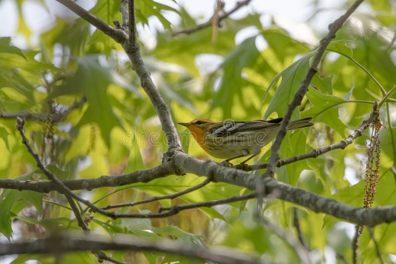 A Blackburnian Warbler on a Tree Branch Stock Image - Image of feather ...