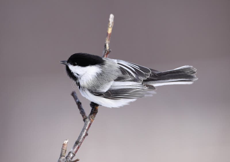 Blackcapped Chickadee stock photo. Image of bird, feather - 22759660