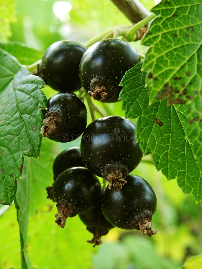 Blackcurrant stock photo. Image of growing, fresh, healthy - 10600218