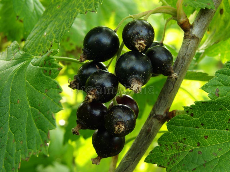 Blackcurrant stock image. Image of ripe, orchard, harvest - 10972785