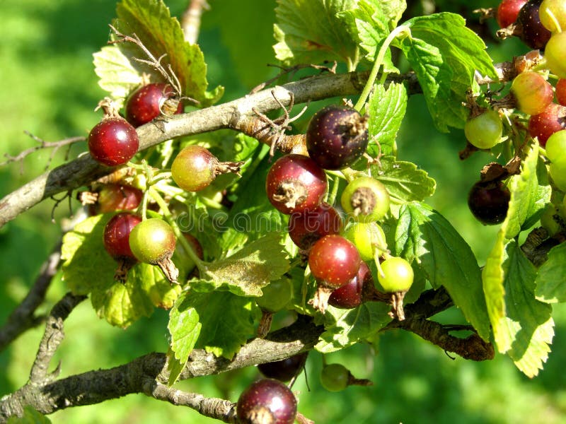 Blackcurrant stock image. Image of tasty, blackcurrants - 20313861