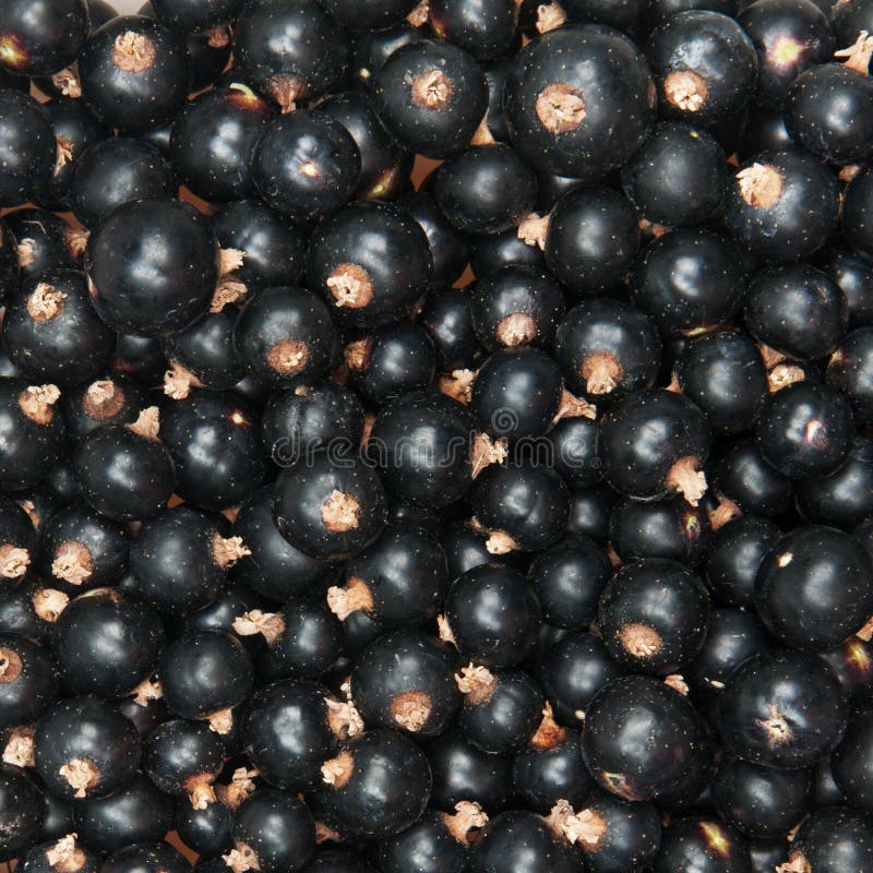 Blackcurrant stock photo. Image of black, berry, branch - 21165254