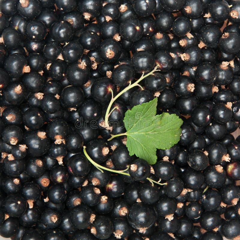 Blackcurrant stock photo. Image of black, berry, branch - 21165254