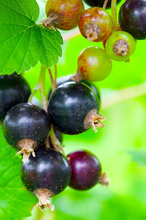Blackcurrant stock image. Image of currant, nature, berry - 25414321