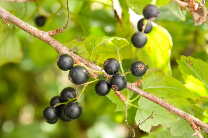 Blackcurrant stock photo. Image of food, taste, berry - 26448030