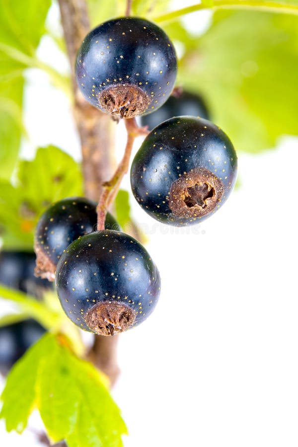 imágenes comunes del Blackcurrant - los derechos de la transferencia ...