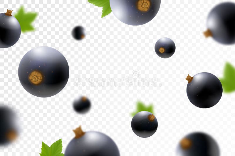 Blackcurrant Background. Flying Currant with Green Leaves on ...
