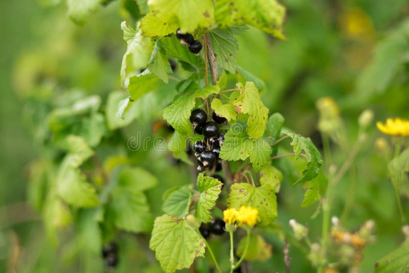 Blackcurrant Berries on a Bush Stock Photo - Image of berries, nature ...