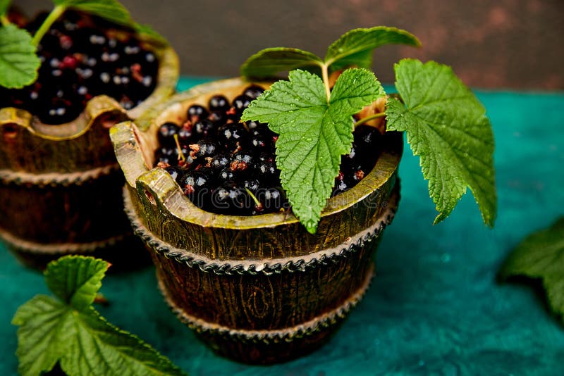 Blackcurrant Berries with Leaves, Black Currant in Green Bowls Stock ...