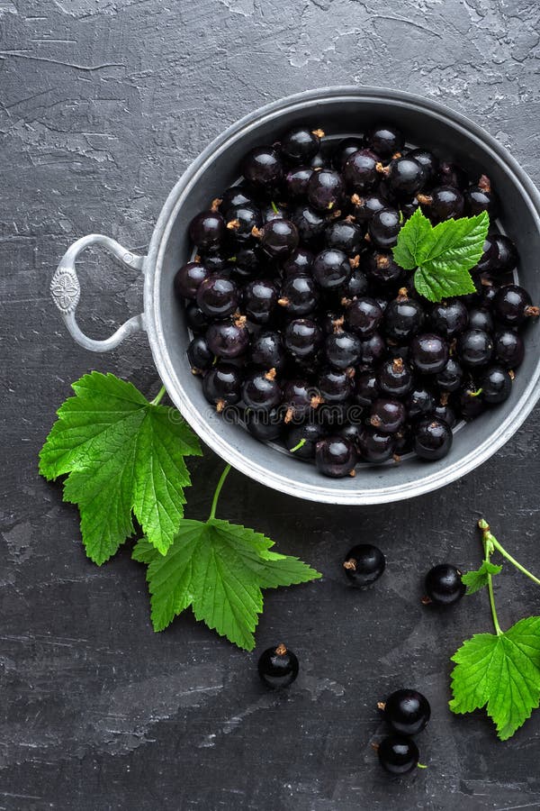 Zwarte bessap stock afbeelding. Image of blad, vrucht - 32289709