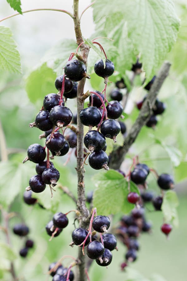 Blackcurrant Branches with Berries Stock Photo - Image of berry, garden ...