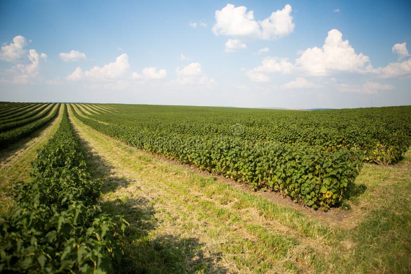 Currant Bushes are Planted in the Field in Rows. Green Berry Bushes ...