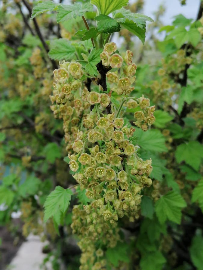 Blackcurrant Flowers in Bloom Stock Photo - Image of herbal, petal ...