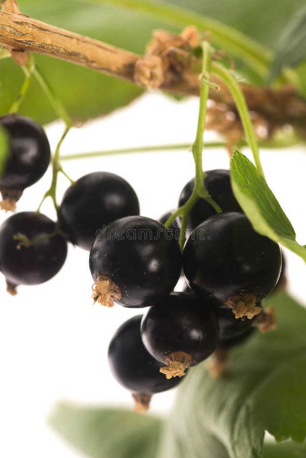 Blackcurrant Fruit Full of Vitamins Stock Image - Image of blackcurrant ...
