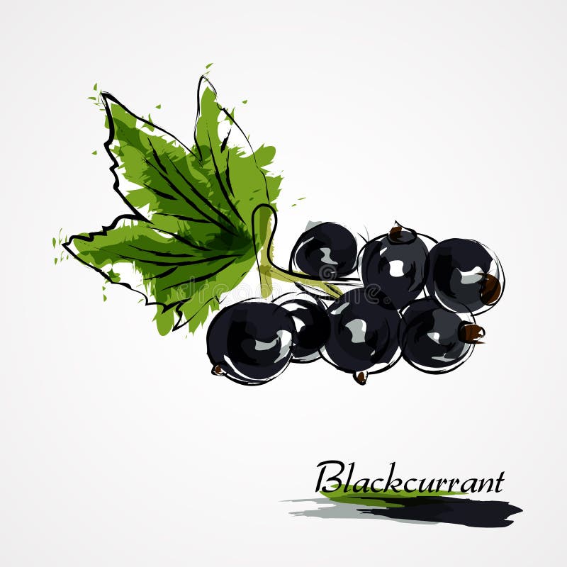 Drawing Blackcurrant Stock Illustrations – 660 Drawing Blackcurrant ...