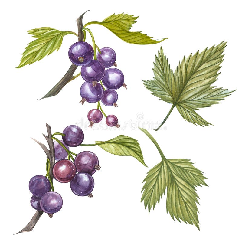 Watercolor Blackcurrant Stock Illustrations – 254 Watercolor ...