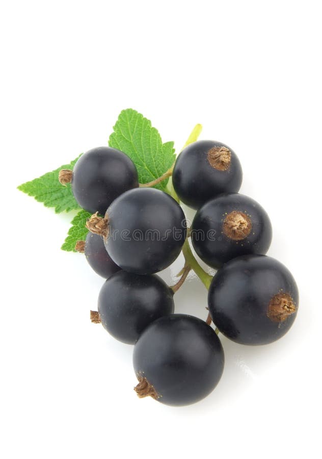 Blackcurrant stock image. Image of health, food, energy - 9854889