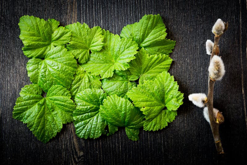 Blackcurrant Leaves, Catkin Stock Image - Image of fruit, outdoors ...