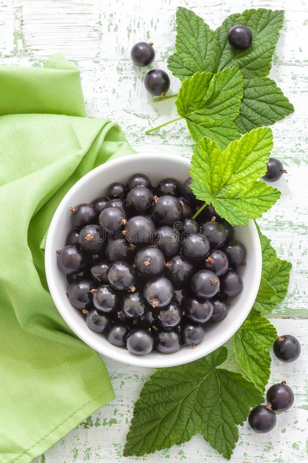Blackcurrant with leaf stock image. Image of sugary, medicine - 32309571