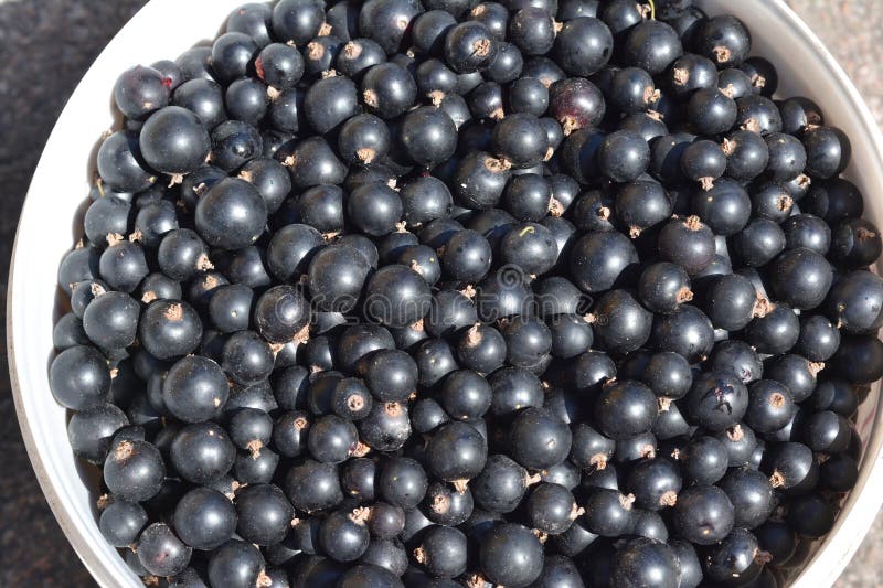 The Blackcurrant (Ribes Nigrum), Also Known As Black Currant or Cassis ...