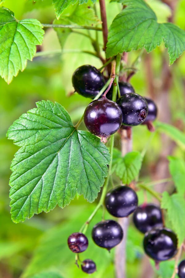 Blackcurrant stock image. Image of currant, blackcurrant - 38693547