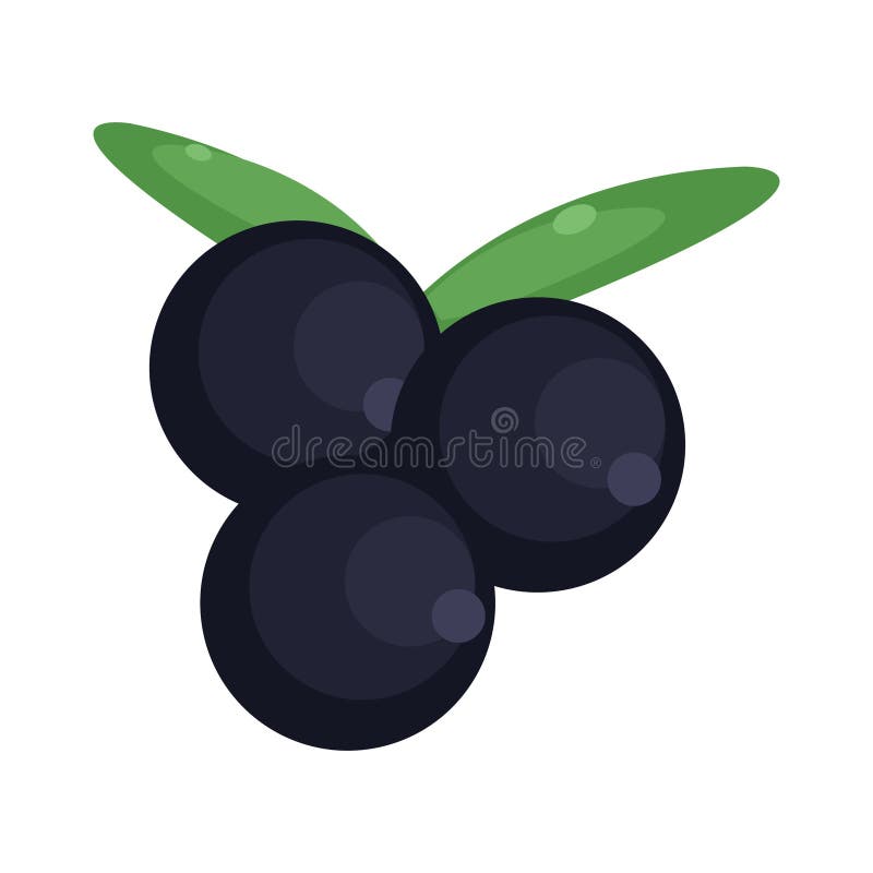 Blackcurrant. Vector Illustration Decorative Design Stock Vector ...
