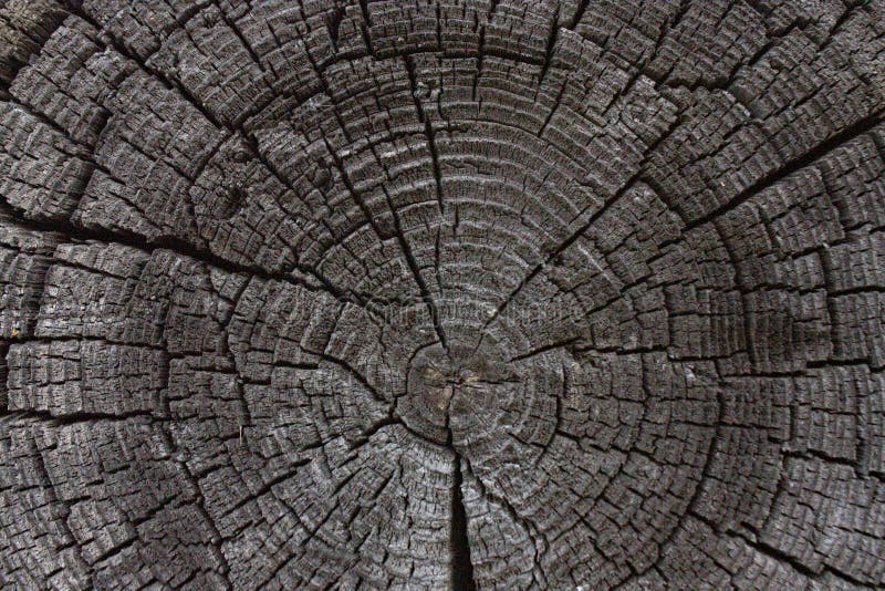 A Blackened Wooden Log in the Section. an Old, Dried-up Tree Close-up ...
